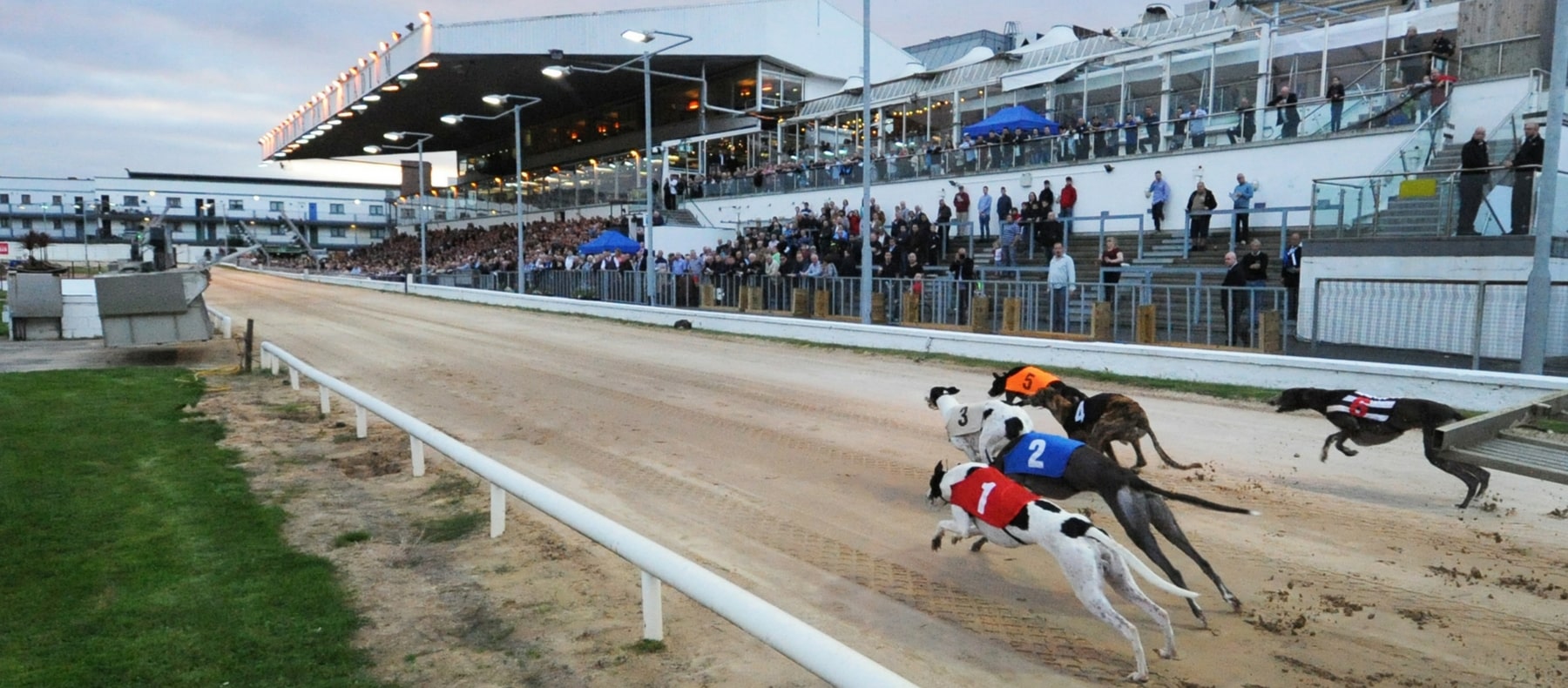 Greyhound Racing Ireland (GRI) - Rásaíocht Con Éireann, Formally Irish ...